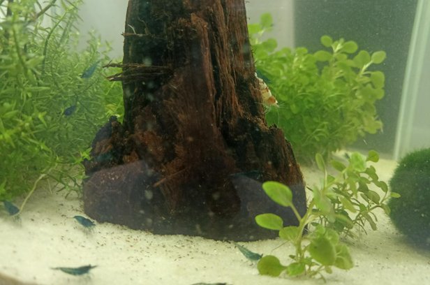 Komplett Nano-akvarium 30L med räkor säljes i Uppsala | Blocket