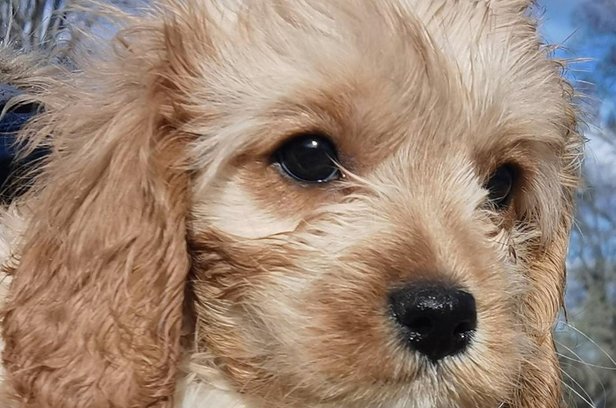 Cavapoo valp hane säljes i Hallsberg | Blocket