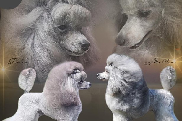 Gråa dvärg/toy pudel valpar! säljes i Umeå | - såld eller borttagen