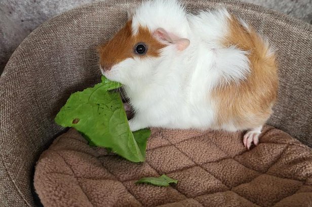 Nyfiket marsvin (unge, hane) säljes i Burlöv - såld eller borttagen