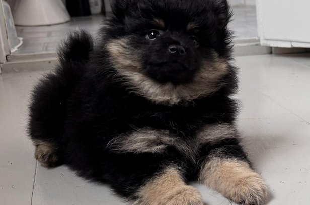 Tysk spets, Mittelspitz med stamtavla säljes - såld eller borttagen