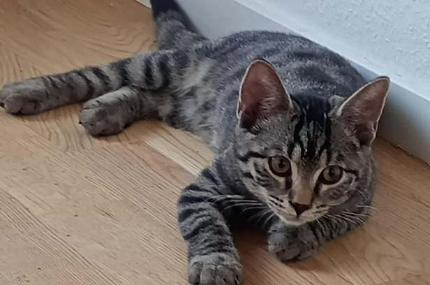 Katt säljes i Hässleholm | Blocket - såld eller borttagen