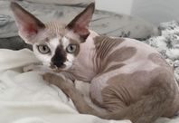 Devon rex kattunge säljes i Vara | Blocket
