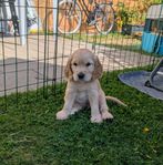 Golden Retriever/ cockerspaniel valpar säljes i Motala | Blocket