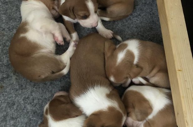 Drever valpar födda 9/8 säljes i Ludvika | Blocket