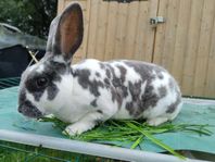 Blocket | Säljes i hela Sverige