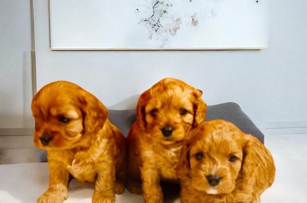 Bedårande cavapoo valpar säljes i Kristinehamn | Blocket