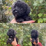 Blocket | Säljes i hela Sverige