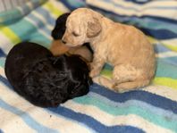 Blocket | Säljes i hela Sverige