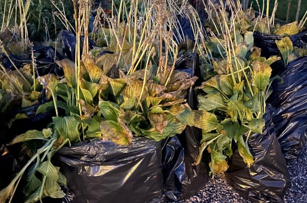 växter hosta säljes i Borlänge | Blocket