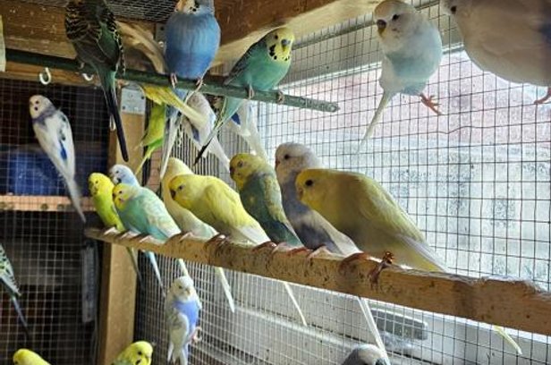 fina undulater säljes i Gislaved | Blocket