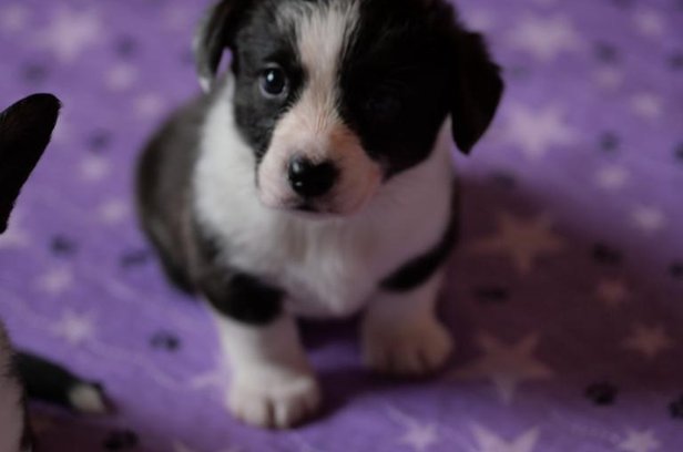 SKK- Welsh Corgi Cardigan valpar säljes i Katrineholm | Blocket