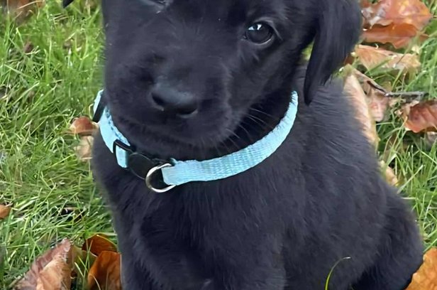 labrador valpar säljes i Ystad | Blocket