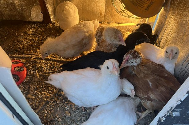 Kycklingar blandras lohmann säljes i Sollentuna | Blocket