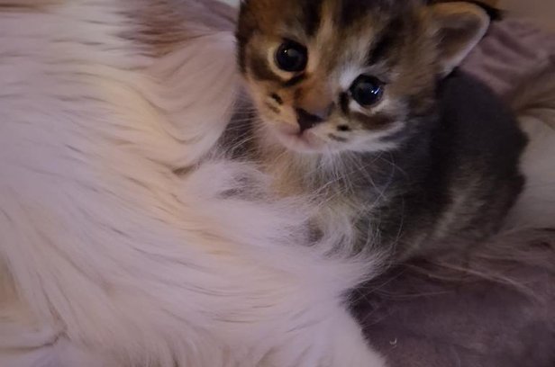 maine coone säljes i Kalmar | Blocket