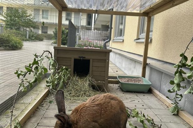 alla tillbehör till kanin säljes i Linköping | Blocket